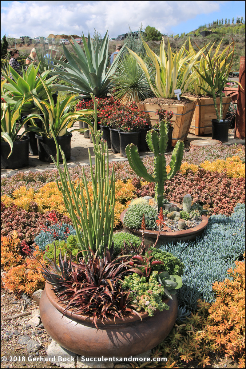 Waterwise Botanicals: succulent heaven (part 1 of 2)