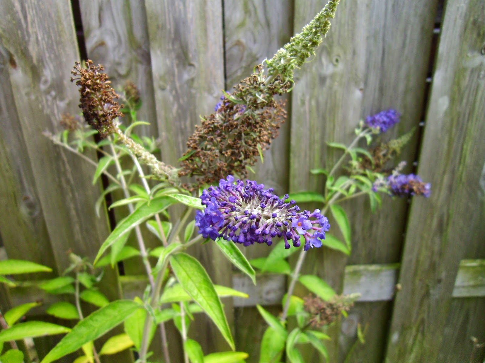 Het paradijsje van Jane: Review #1: De kleinblijvende vlinderstruik ...