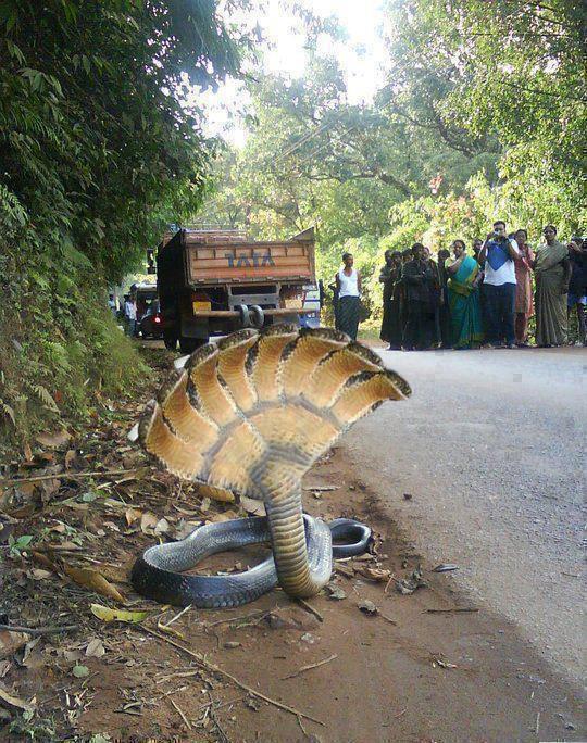 Solid Planet: Is the 3 headed snake in India real?
