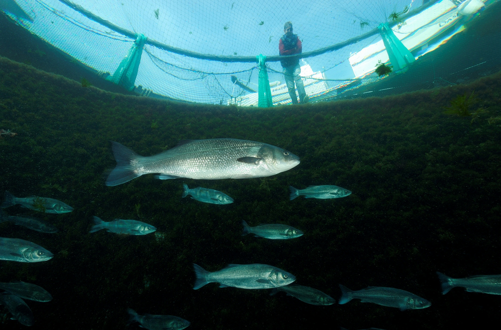 Lebanese Aquaculture: Sea bass Fish Farm on the Adriatic coastline.
