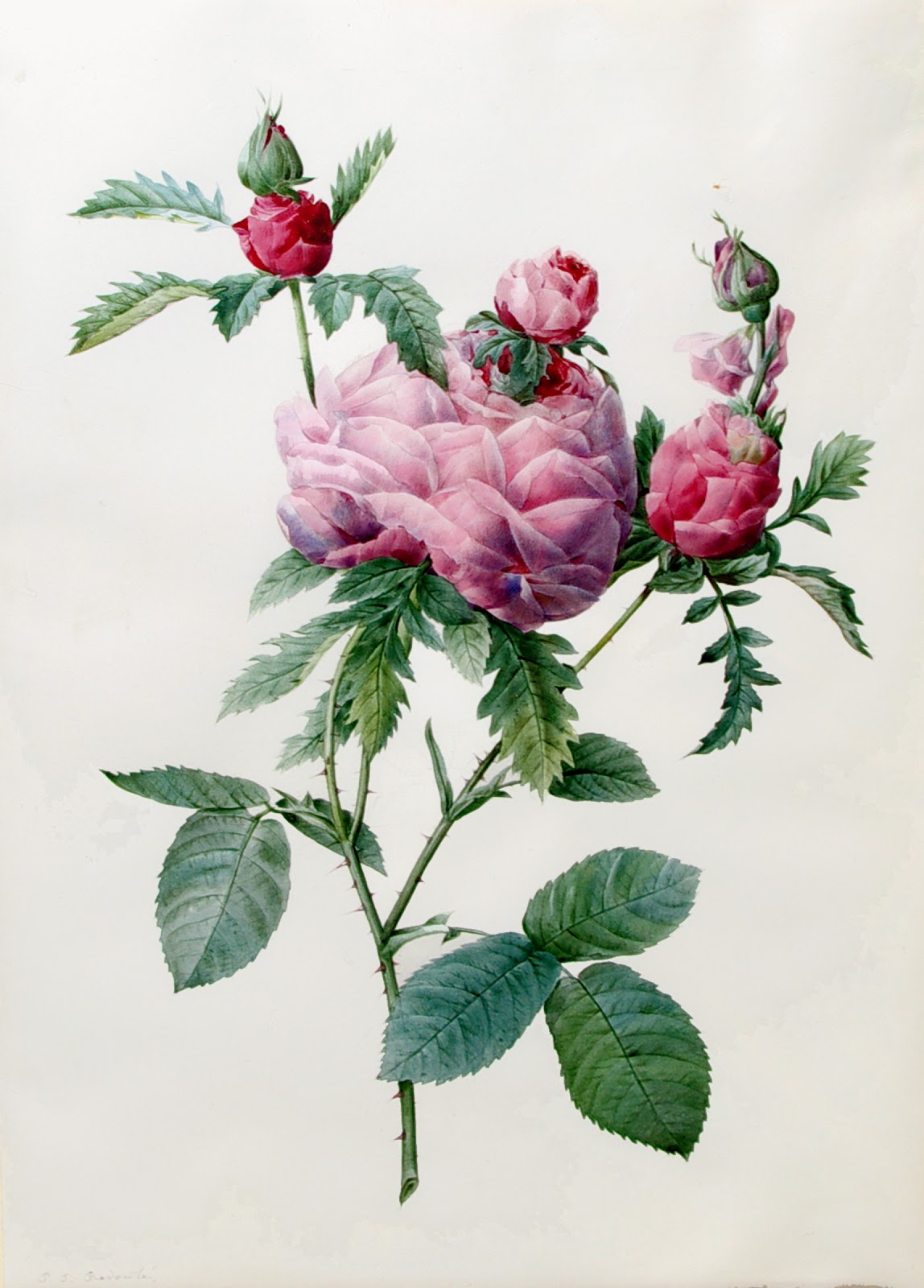 A Magnificent Original Watercolor Featuring a Cabbage Rose by Pierre ...