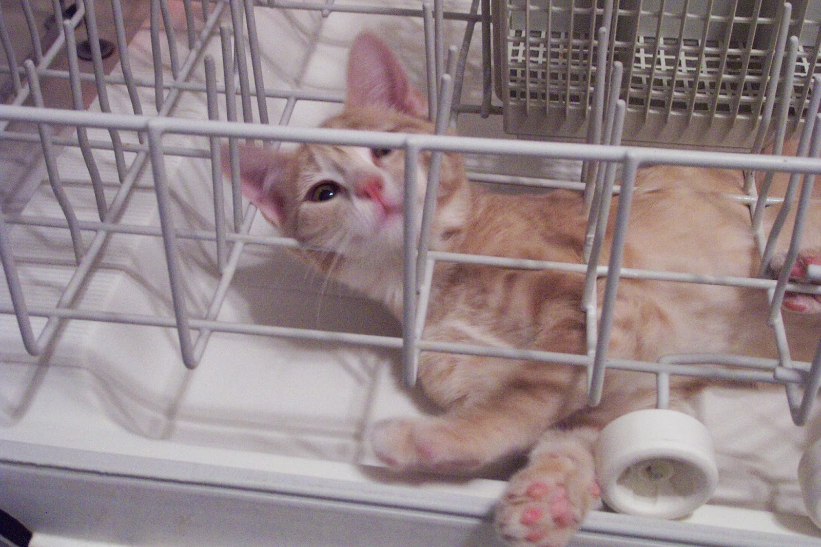 Scuffed slippers and wormy books....: National Cat Day! Happy 10th ...