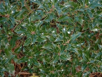 Ma Terre de Bruyère: La haie champêtre ....