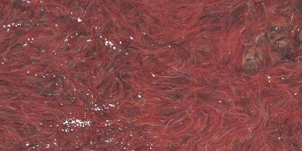 Cara Budidaya Cacing Sutera/ Rambut (Tubifex, sp) | 'Azolla' Fish Farm