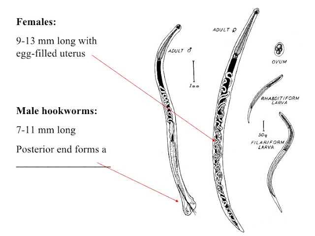 Lecture Notes in Medical Technology: Lecture #4: THE HOOKWORMS