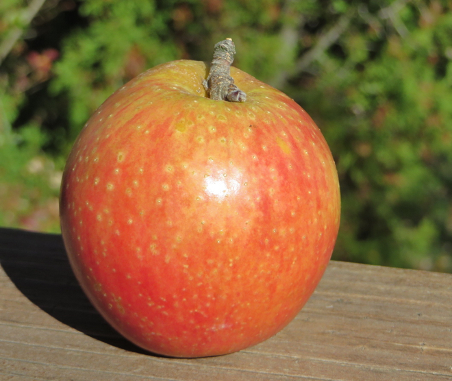 Decio ** - Adam's Apples