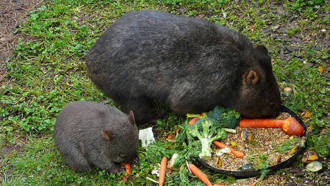EL YAGUARUNDÍ: EL WOMBAT