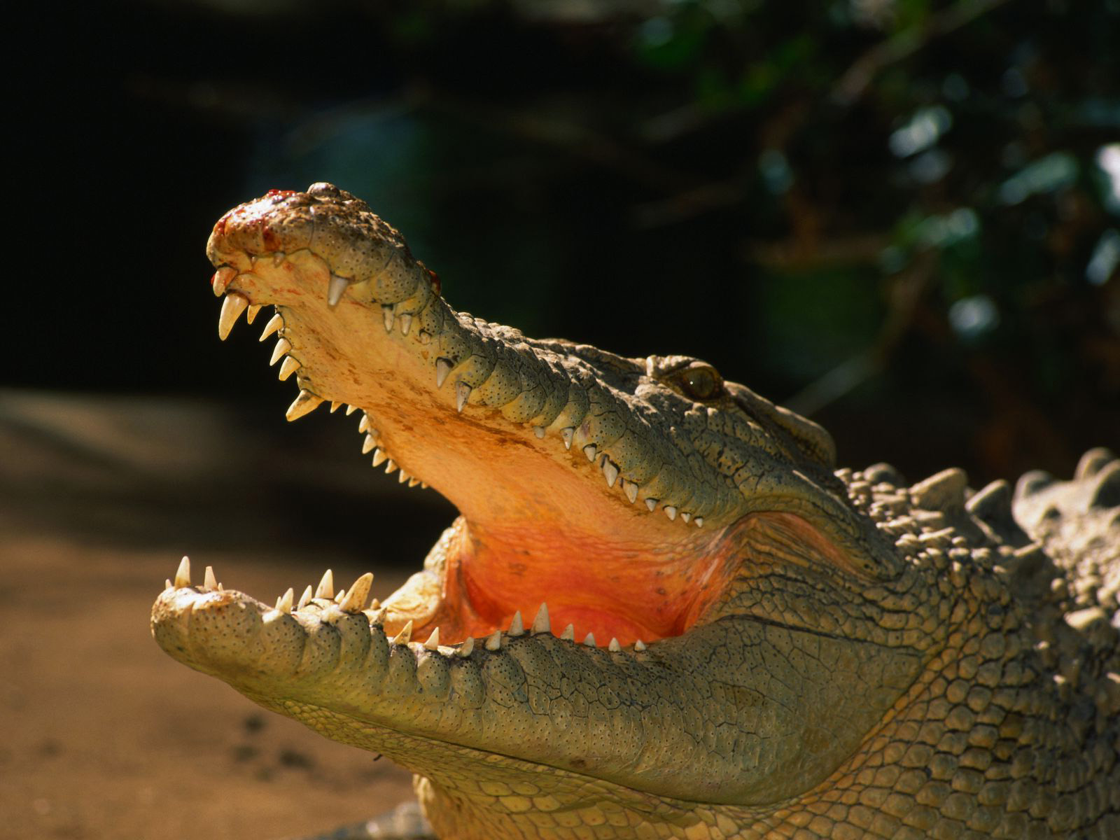 Krokodil Achtergronden | HD Wallpapers