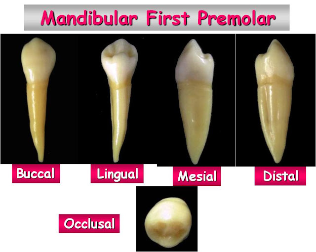 Dentistry lectures for MFDS/MJDF/NBDE/ORE: A Note on Dental Anatomy of ...