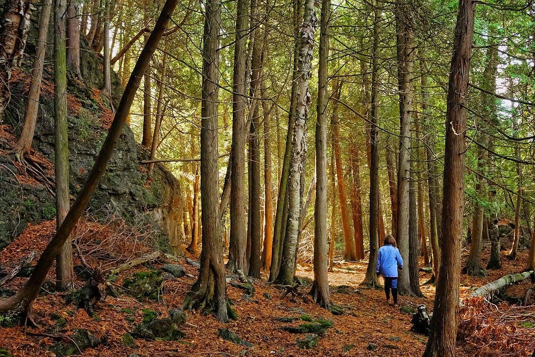 grandFOGGER : PHOTOgrapher : SONGwriter : webDESIGNer: the lower trail