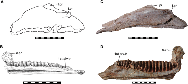 Species New to Science: [Paleontology • 2015] Sirindhorna khoratensis ...