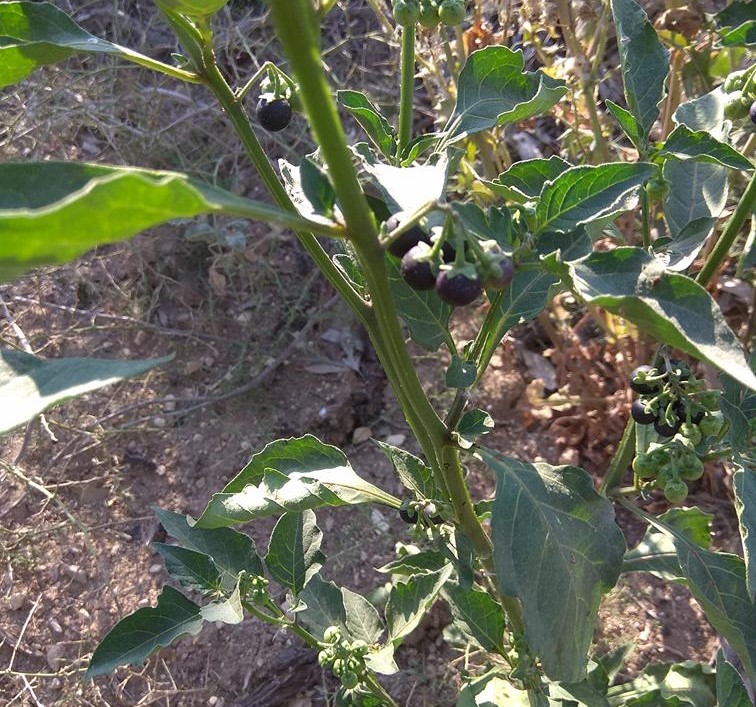 Solanum Nigrum Edible Leaves