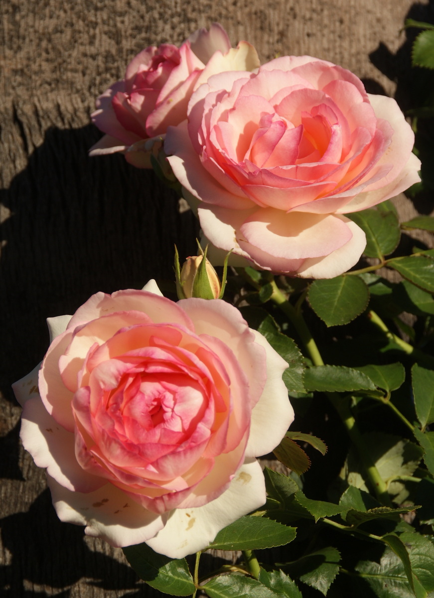 Organic Garden Dreams: October Roses