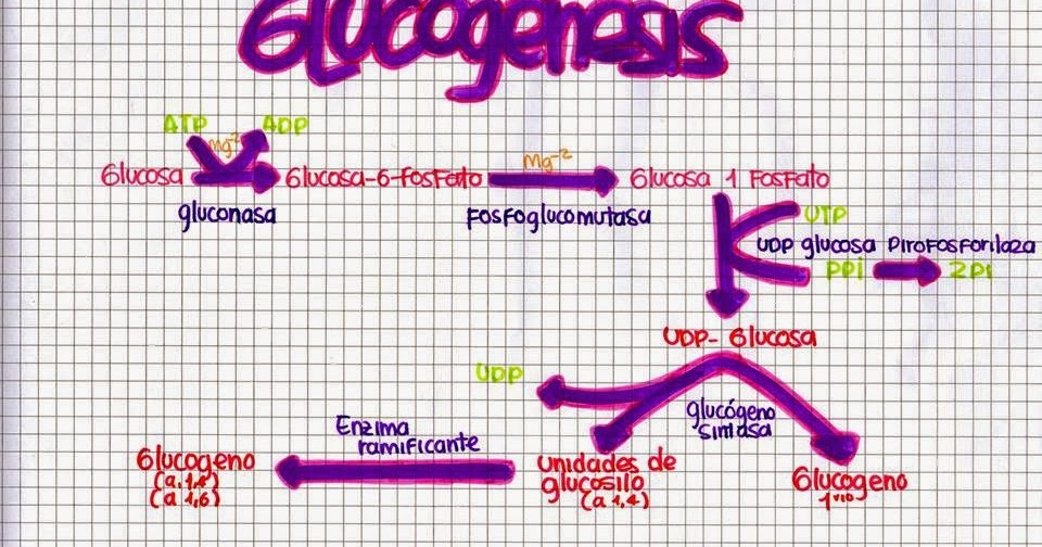 Bioquimica: Rutas Metabolicas ( Glucogenesis-Gluconeogenesis-Glucolisis)