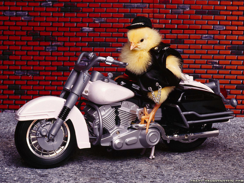 Funny Animals On Bike Beautifull Pictures And Wallpapers | Funny And ...