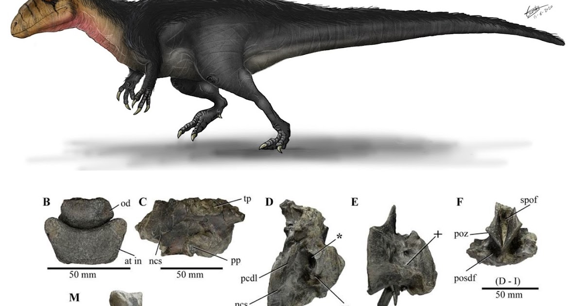 Species New to Science: [Paleontology • 2020] Lusovenator santosi • A ...
