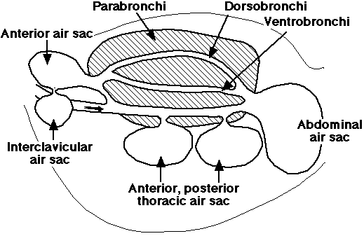 Evolutionary Vertebrate Zoology: July 2012