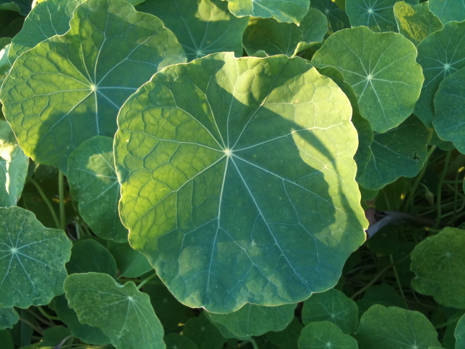 Castlemont Green Pioneers: Did you know that you can eat flowers?