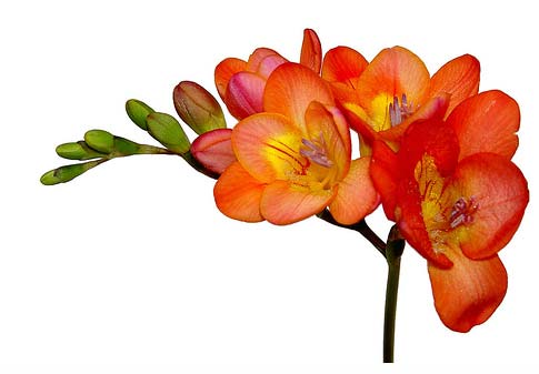 Wallpapers: Orange Freesia Flower