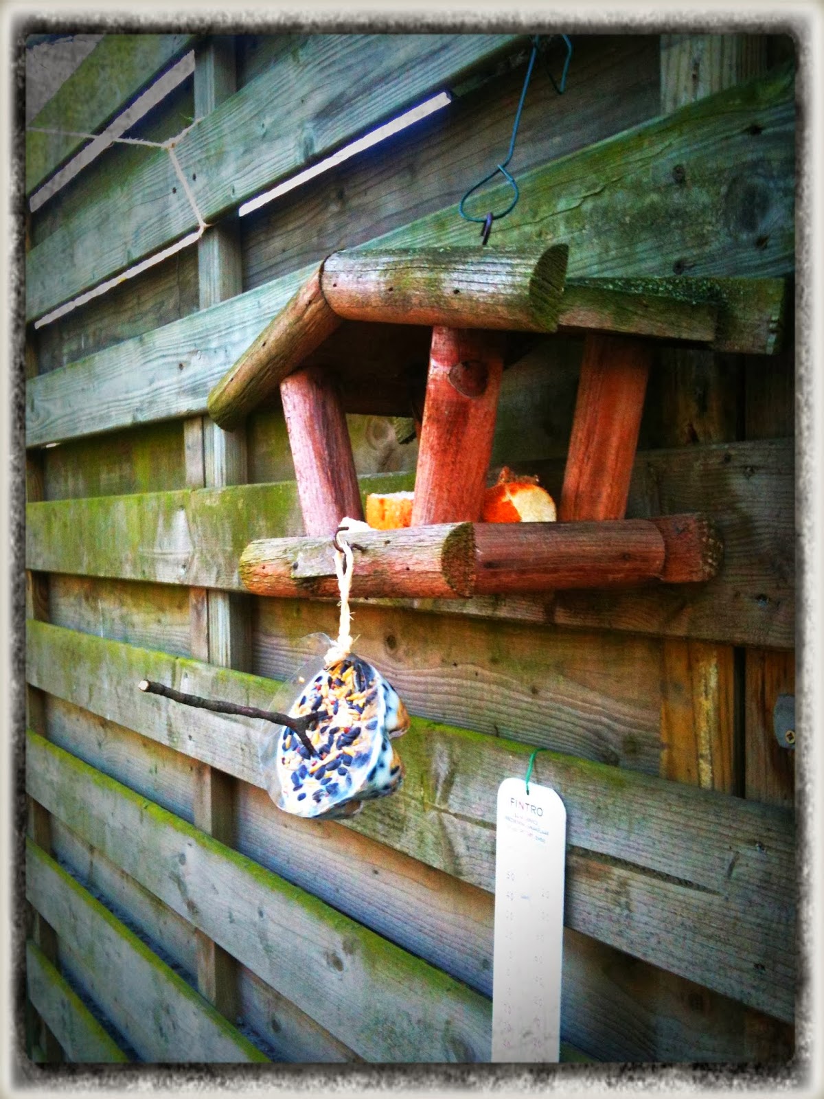 Wangle/Tangle in my Kitchen