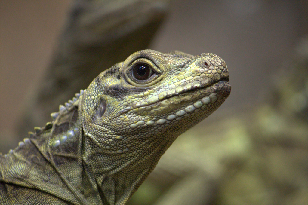 Real Monstrosities: Sailfin Lizard