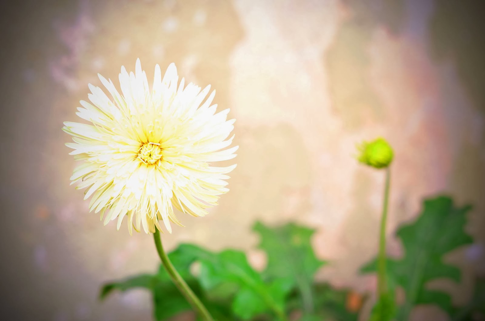 TERATAK DARUSSALAM Agro Farm, Felda Lubuk Merbau, Padang Terap, Kedah.