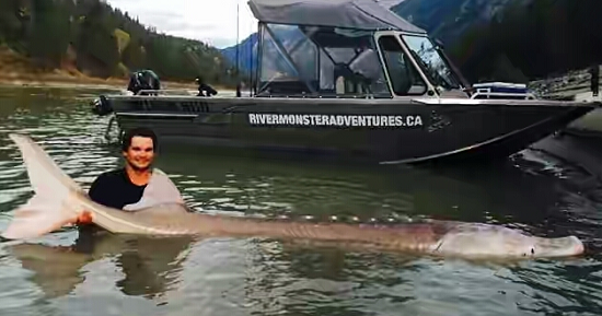 SEE The 80-Year Old 10-Foot-Long Fish Caught In Canada - SOCIALVILLA