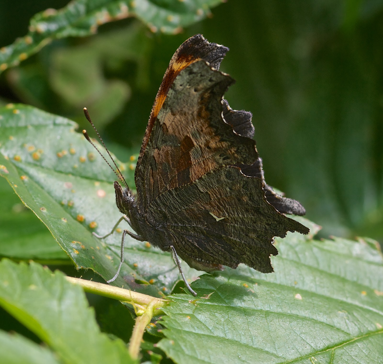 David Marvin Photography - Lansing, Michigan: Grey Comma Butterfly