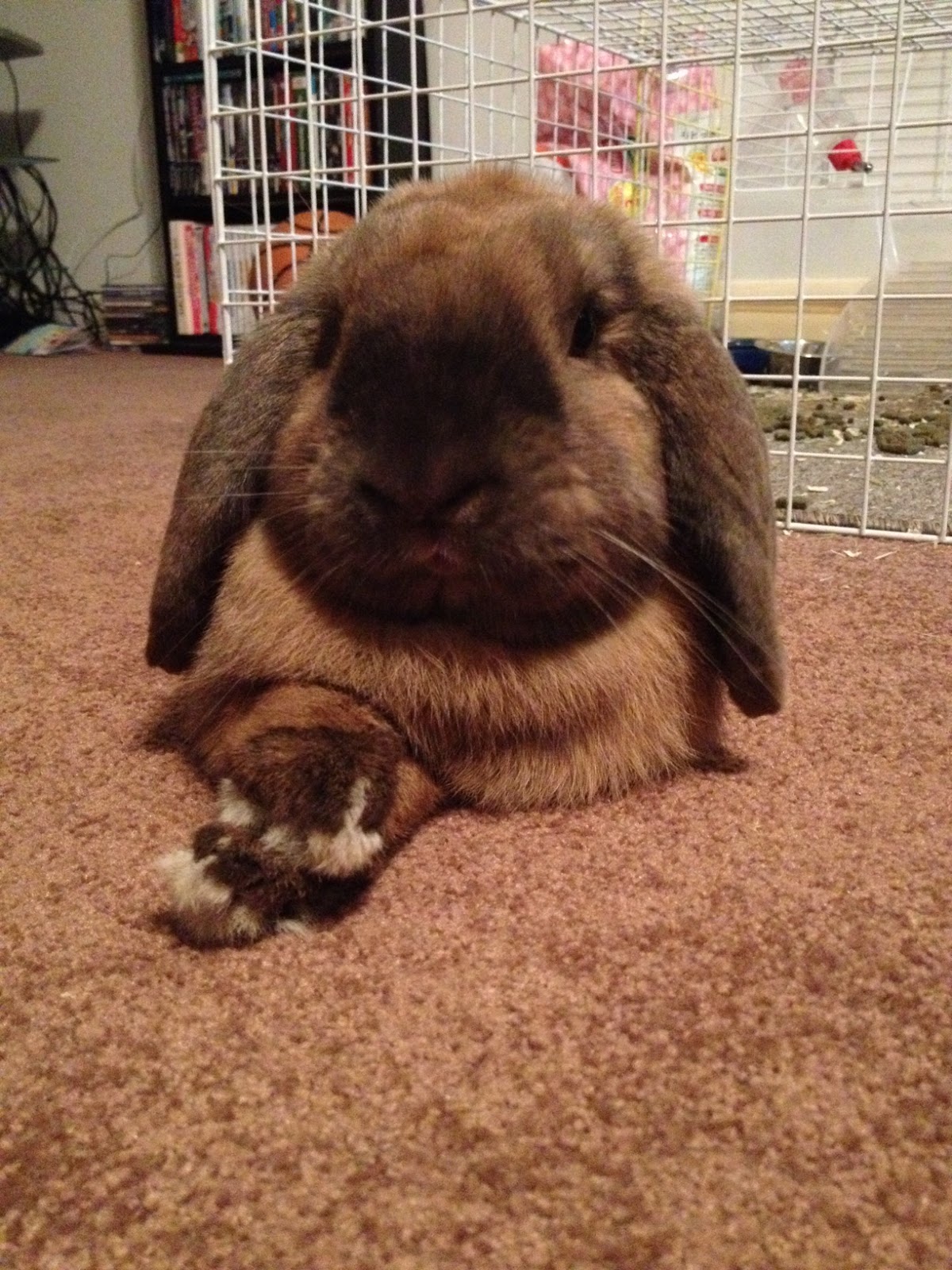 Delmarva Mama: Coco the Rabbit