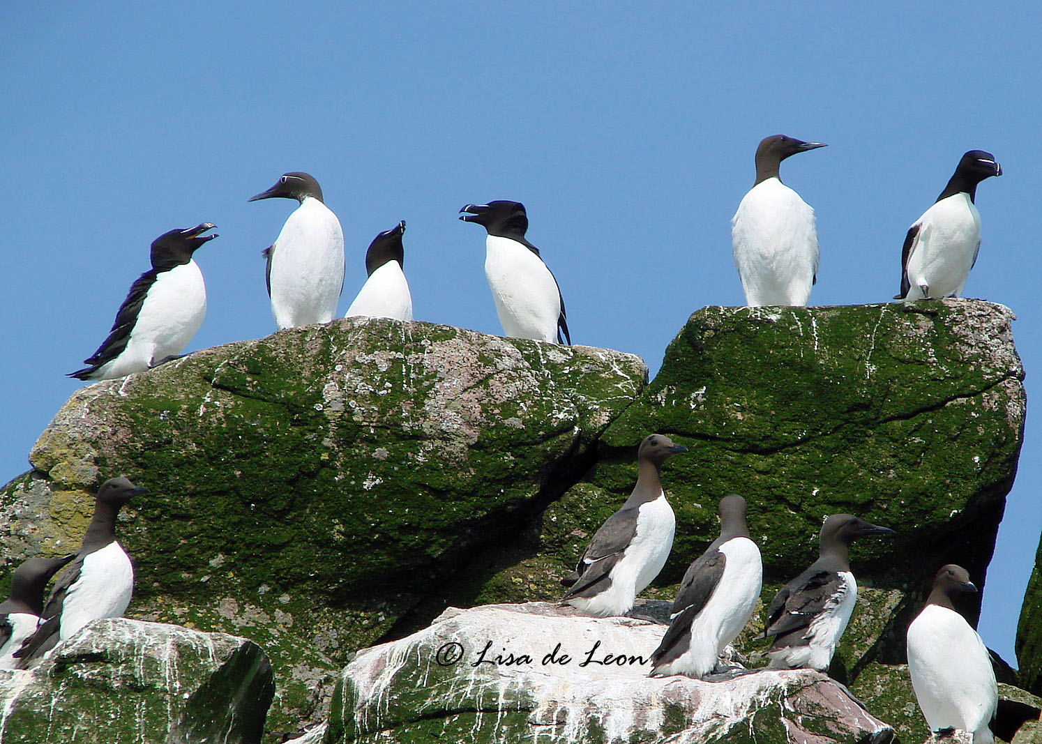 Birding with Lisa de Leon: Newfoundland Turr