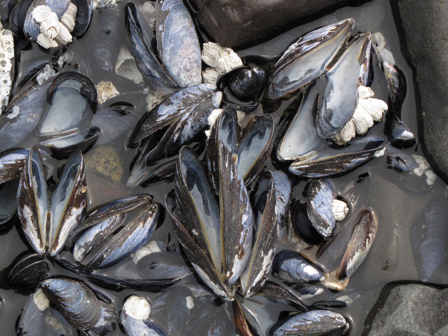 Alaska and Beyond Through Artists' Eyes: Our Anniversary on Mussel Beach