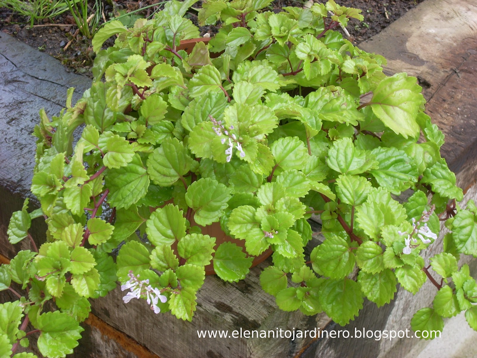 El enanito jardinero: PLANTA DEL DINERO (Plectranthus Australis)