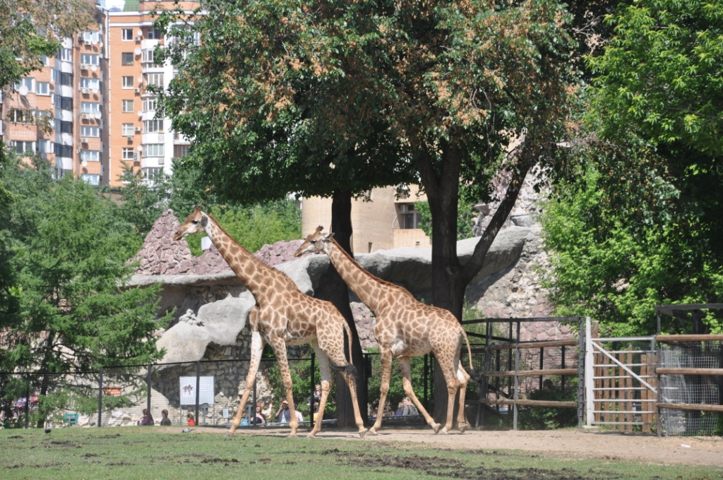Svenska Skolan i Moskva: Zoo med fritids