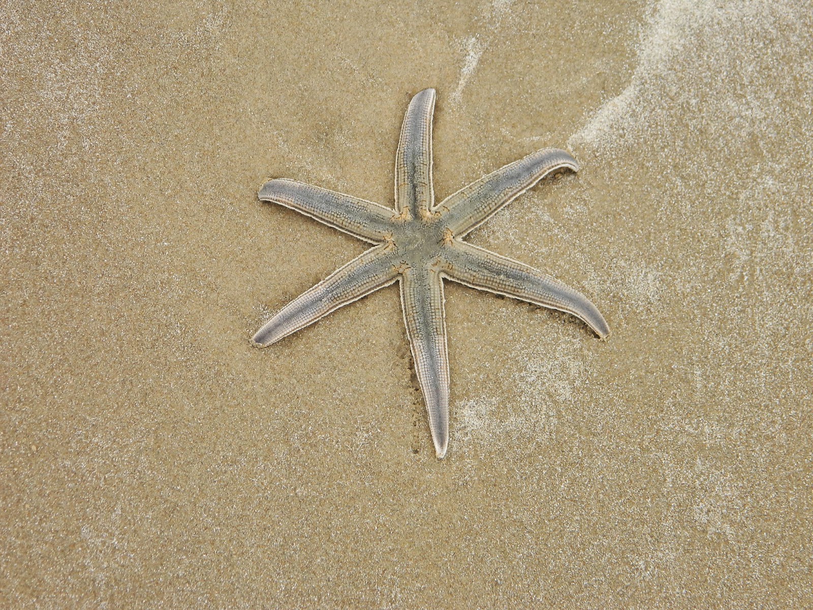 Lord, Make Me a Saint: A Typical Morning Walk