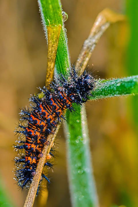 Baltimore Checkerspot Caterpillar in the Morning Dew