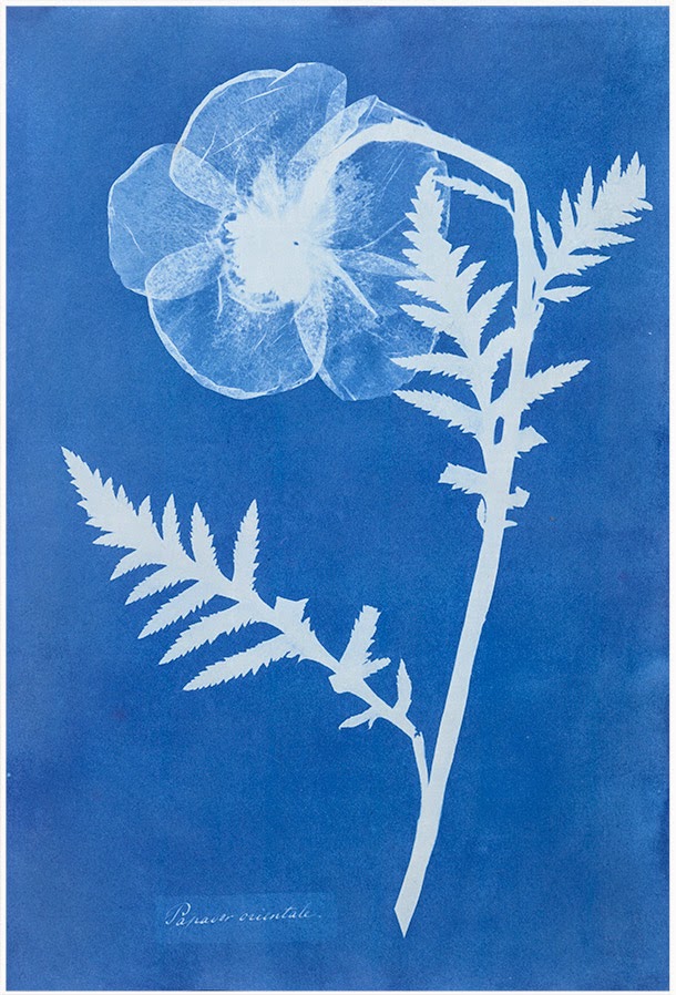 Recoudre--le--paysage: Anna Atkins : botanique et cyanotype