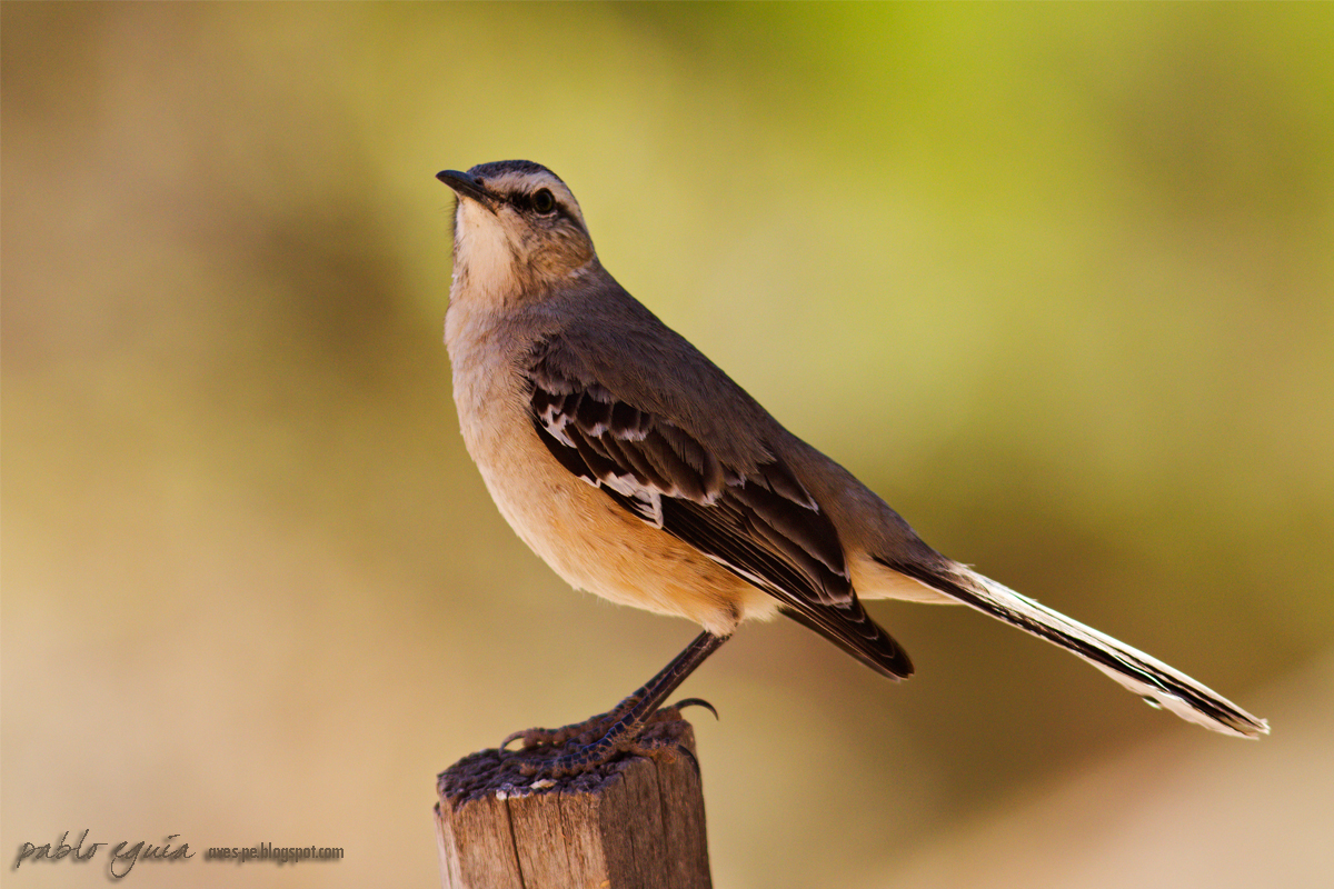 mis fotos de aves: Mimus patagonicus Calandria Mora Patagonian Mockingbird
