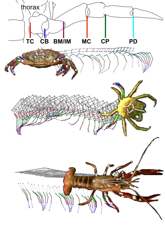 Furahan Biology and Allied Matters: Crabs as spidrids, spidrids as crabs...