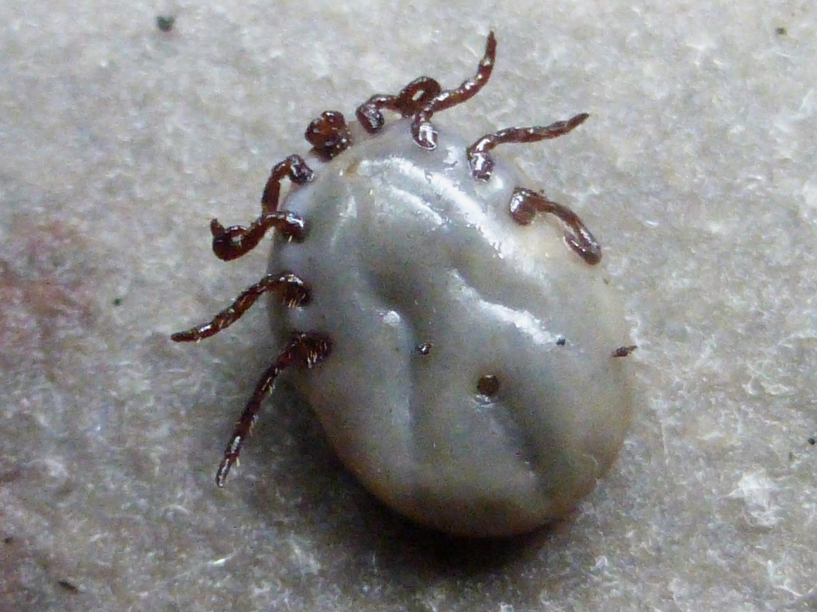 No sé la razón de la sinrazón que a mi razón aqueja: Garrapatas: ¡ojo!