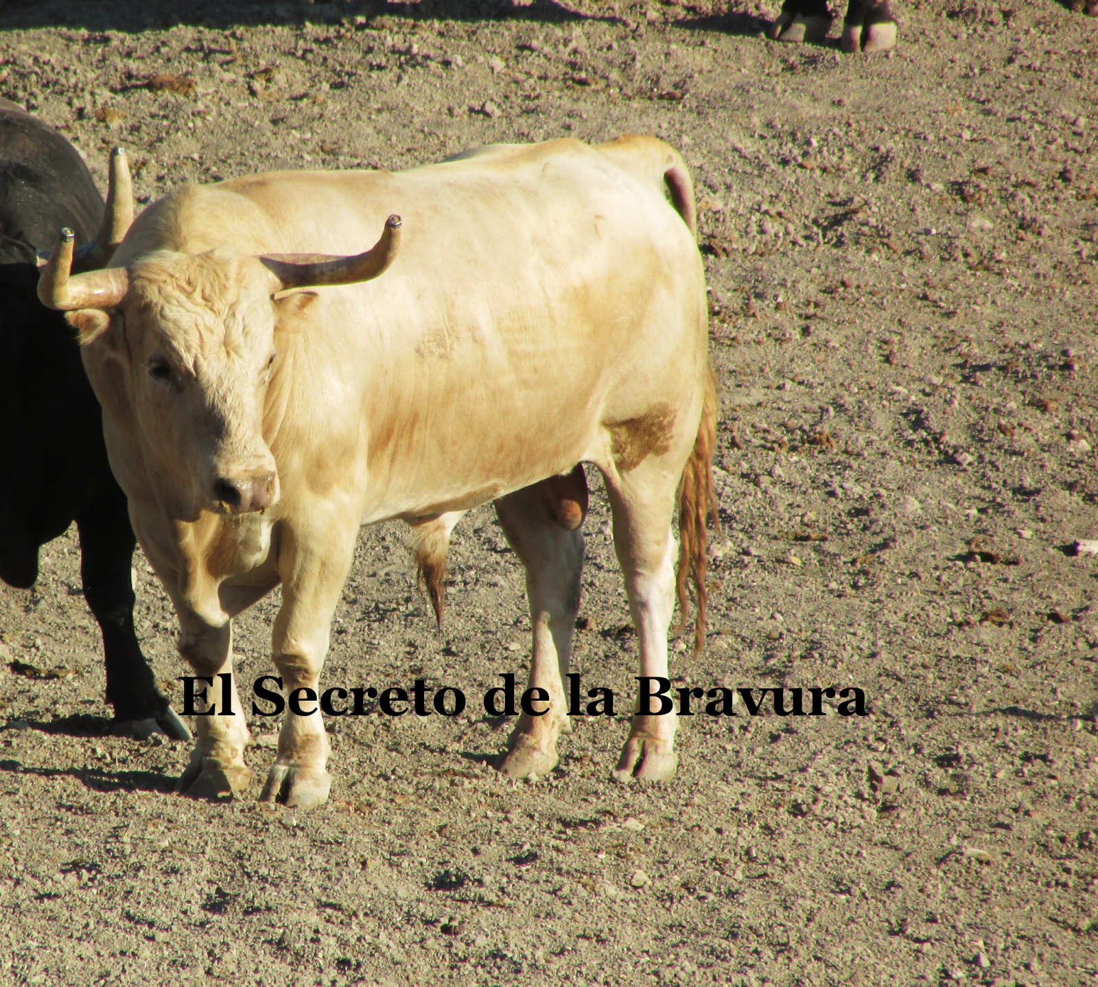 El Secreto de la Bravura: Los toros del embalse: Fuente Ymbro