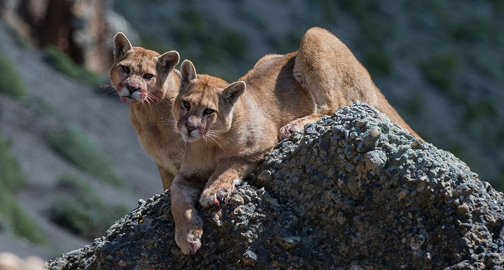 El Puma de Norteamérica es Declarado Oficialmente Extinto | K! The Magazine
