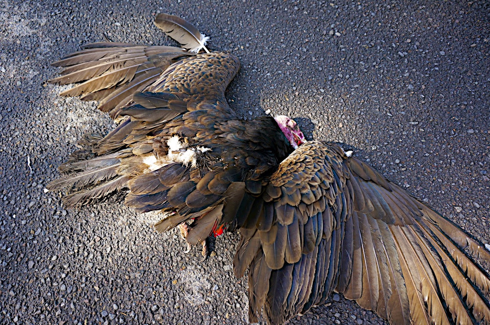 "On Good Friday [18 April 2014] I found a vulture lying in the middle ...
