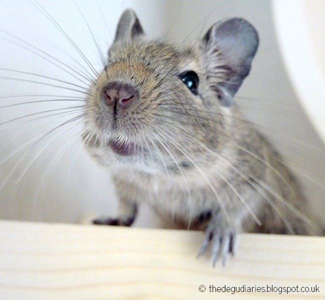 The Degus Have Moved In