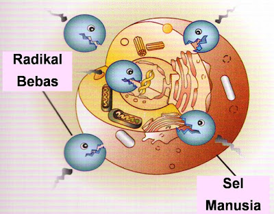 dunia hawa: Pengertian dan Pencegahan Bahaya dari Radikal Bebas