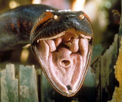 The Beauty Of Anaconda Snake