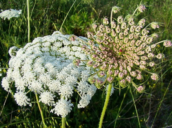 Lingurita cu afine: Semnificatia florilor (M-N)