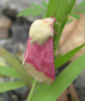 Tangled Web: An Eclipse of Moths