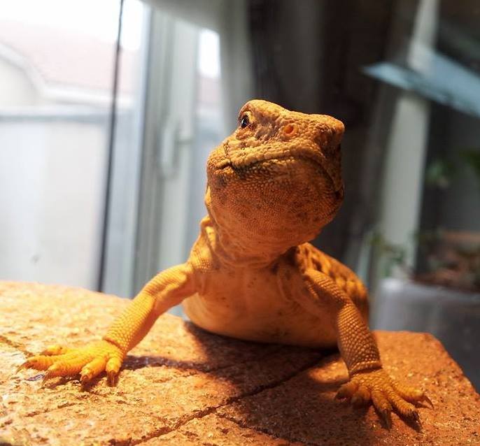 Reptelligence: Understanding Snake Body Language: An Introduction