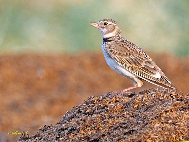 MIS AMIGAS LAS AVES: Calandria común (Melanocorypha calandra)