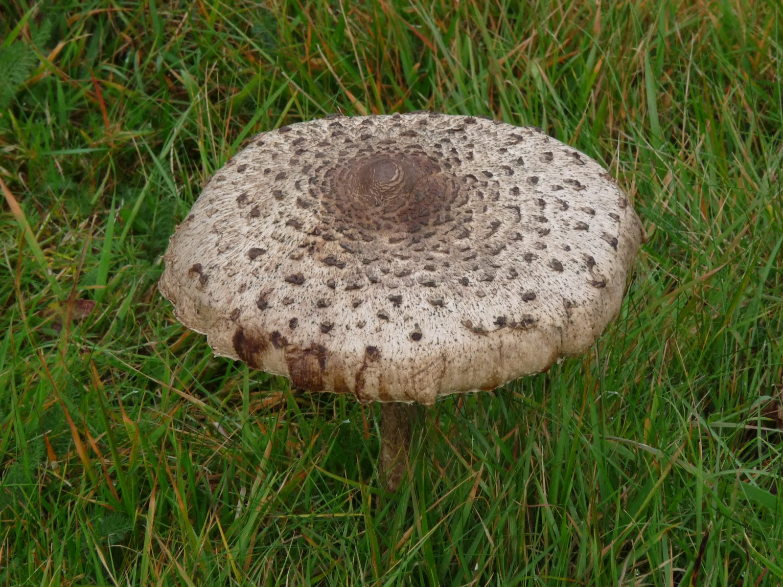 Wild and Wonderful: October 2012